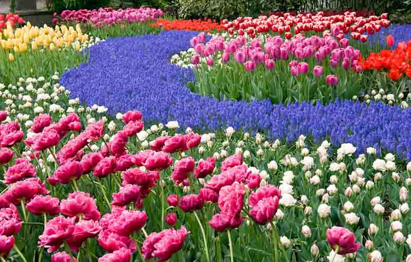 All Fragrant Spring Bulbs