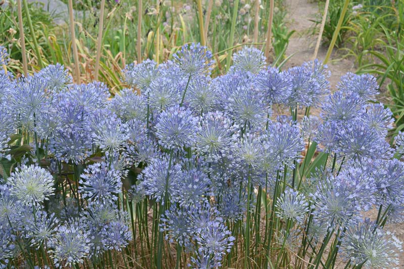 Allium caesium (Ornamental Onion)