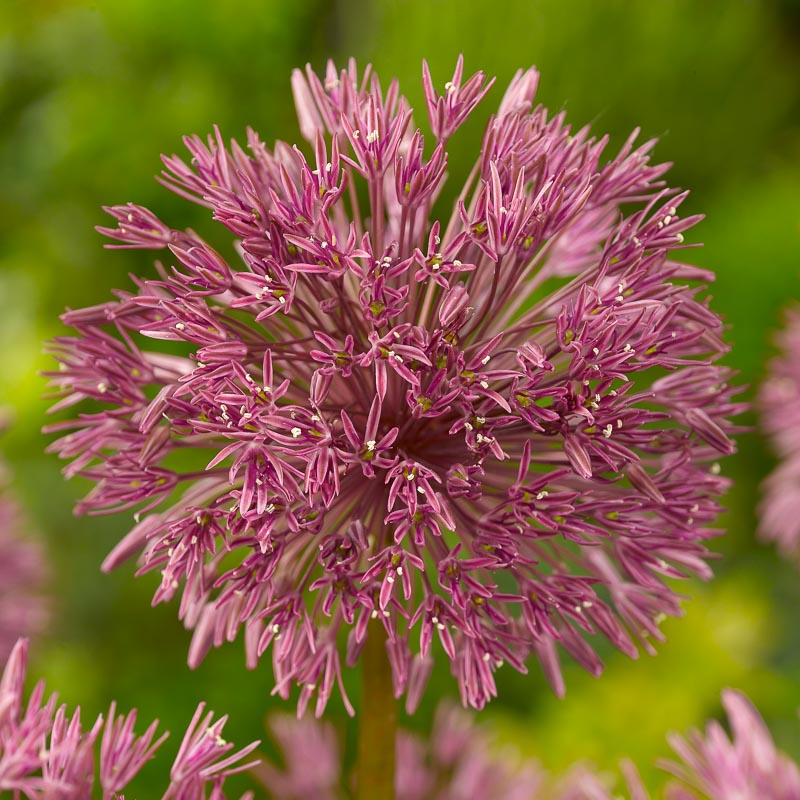 Allium nevskianum (Turkistan Onion)