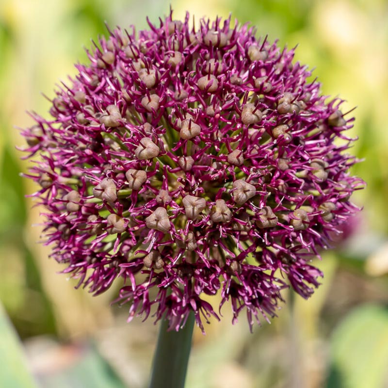 Allium 'Ostara' (Ornamental Allium)