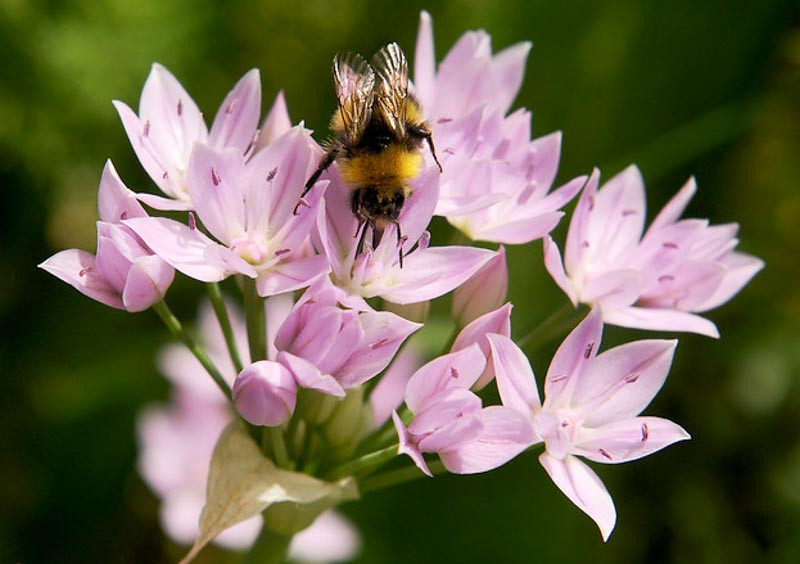 Allium unifolium (Oneleaf Onion)