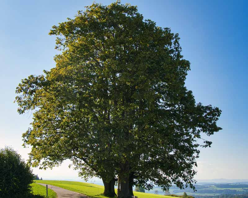 Alnus rhombifolia (White Alder)