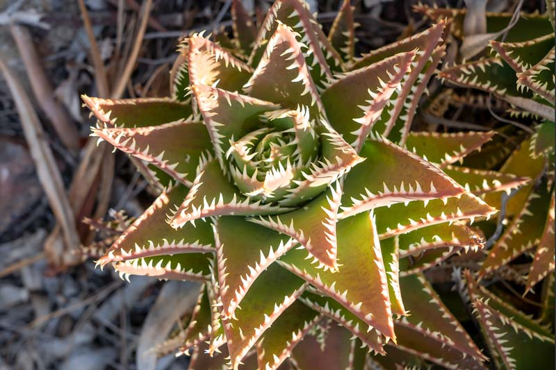 Aloe distans (Jewel Aloe)
