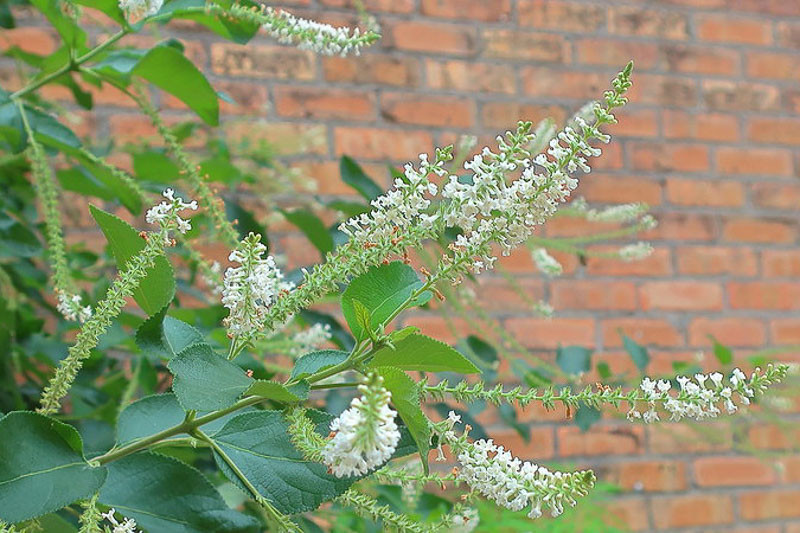 Aloysia virgata (Sweet Almond Bush)