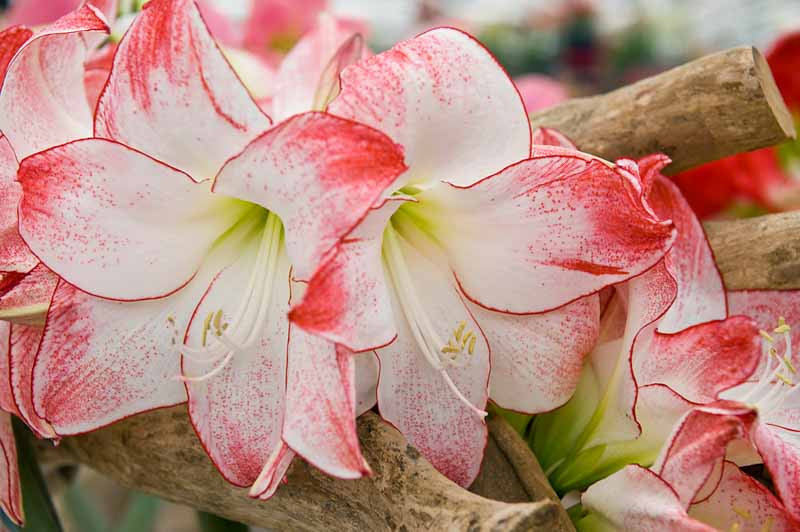 Amaryllis 'Aphrodite' (Hippeastrum)