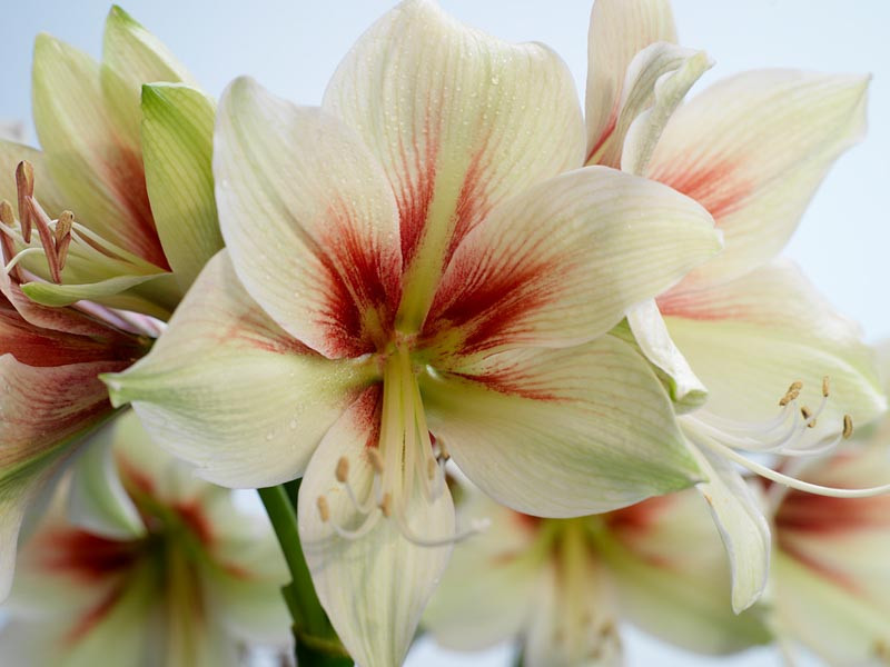 Rembrandt Flowers
