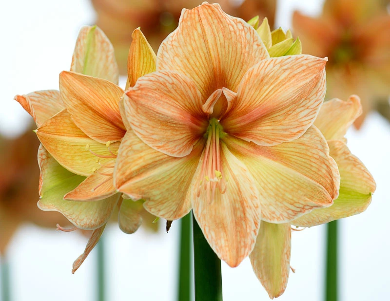 Amaryllis 'Exotica' (Hippeastrum)