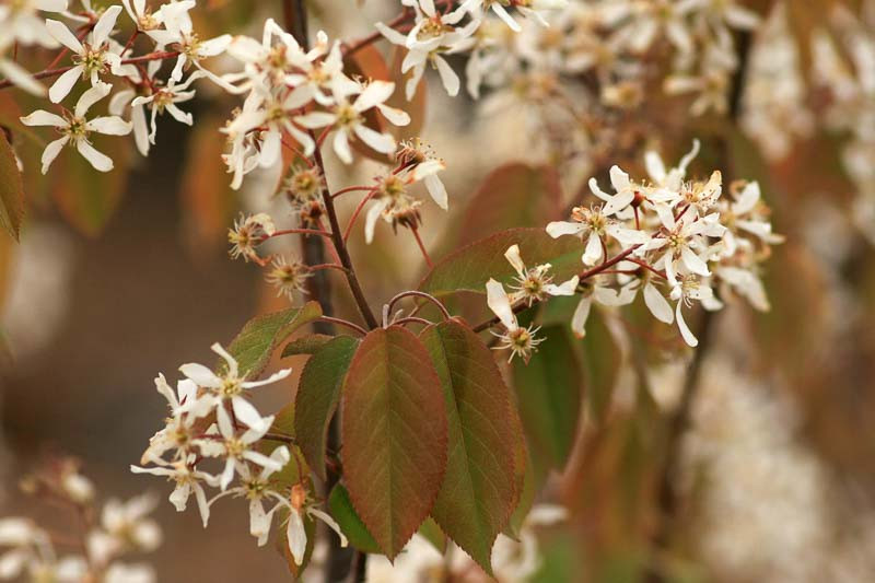 Amelanchier arborea (Downy Serviceberry)