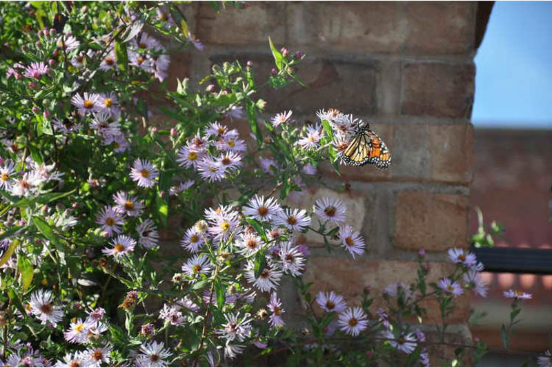 Ampelaster carolinianus (Climbing Aster)
