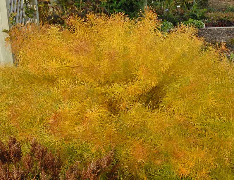 Amsonia hubrichtii (Narrowleaf Bluestar)