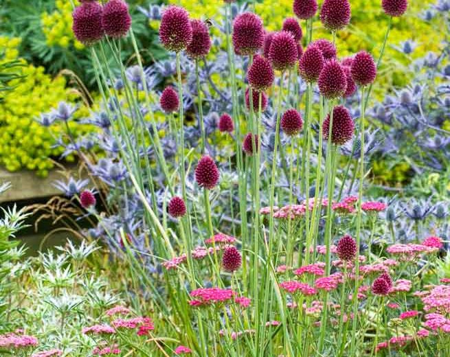 An Eye-Catching Summer Border with Alliums, Achillea, Eryngium and Spurge