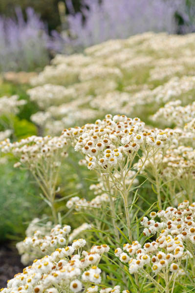 Anaphalis Margaritacea Plants