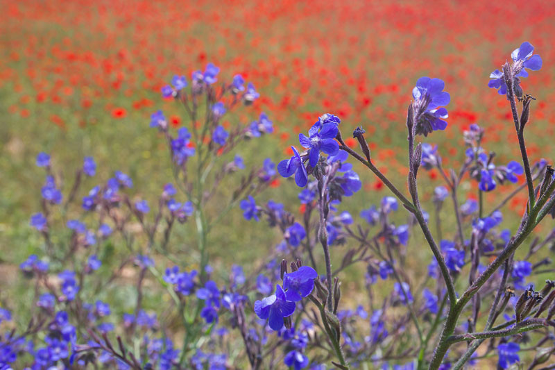 Anchusa azurea (Italian Bugloss)