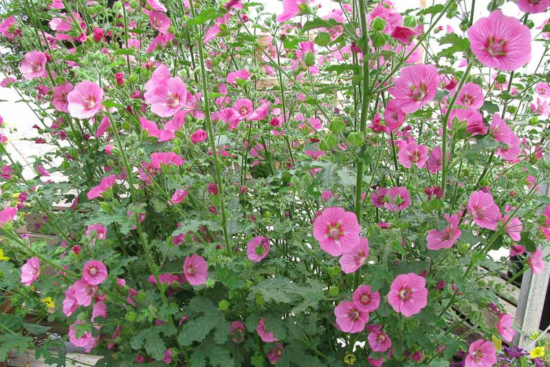 Anisodontea capensis (African Mallow)