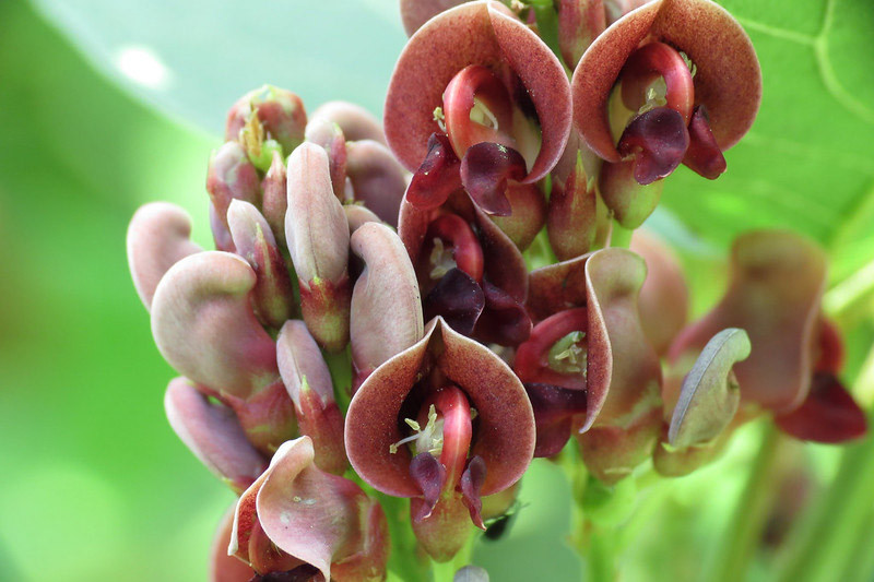 Apios americana (American Groundnut)
