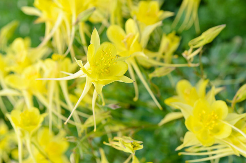 Aquilegia chrysantha 'Yellow Queen' (Golden Columbine)