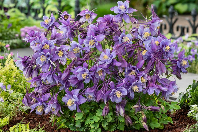 Purple Columbine Plant