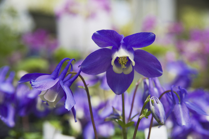 Aquilegia flabellata (Fan-Leaved Columbine)