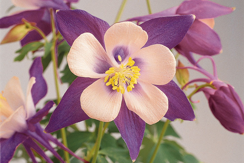 Aquilegia Songbird 'Nightingale' (Columbine)