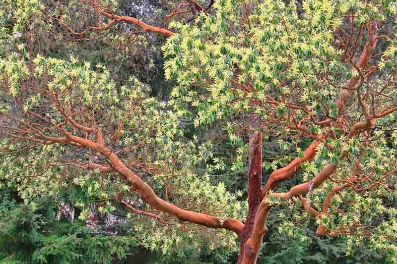 Madrone Tree Seeds