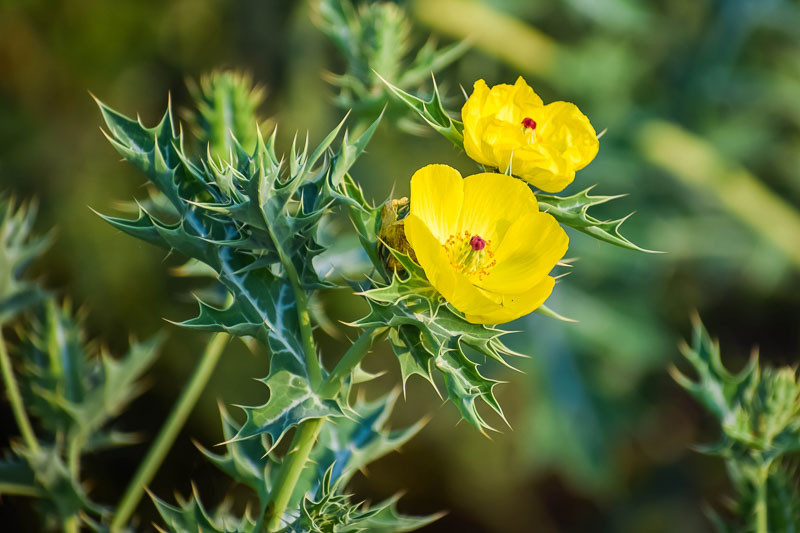 Argemone mexicana (Mexican Prickly Poppy)