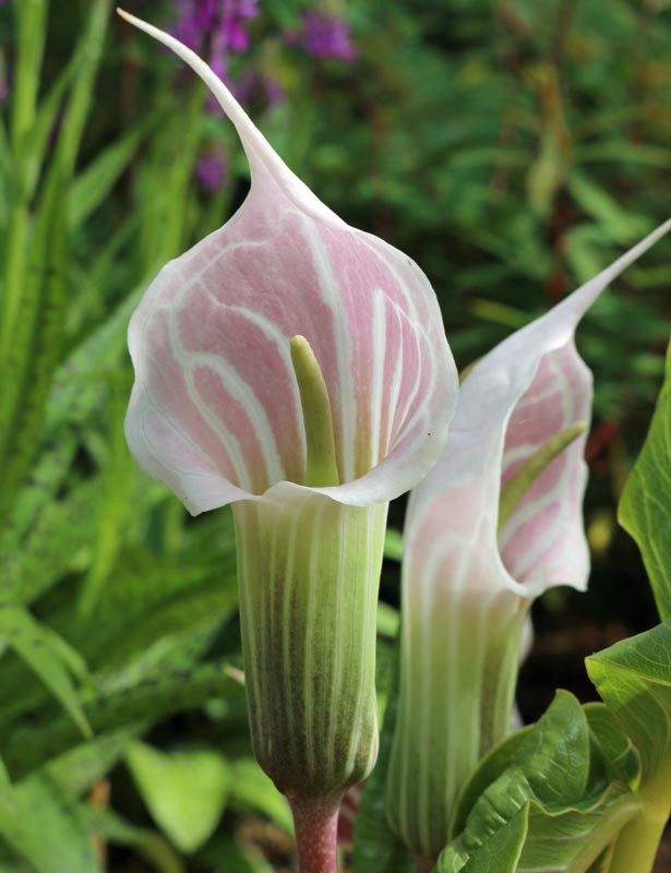 Arisaema candidissimum (Chinese Cobra Lily)