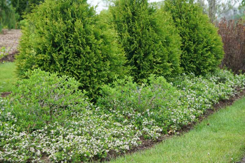 Aronia melanocarpa Ground Hug® (Black Chokeberry)
