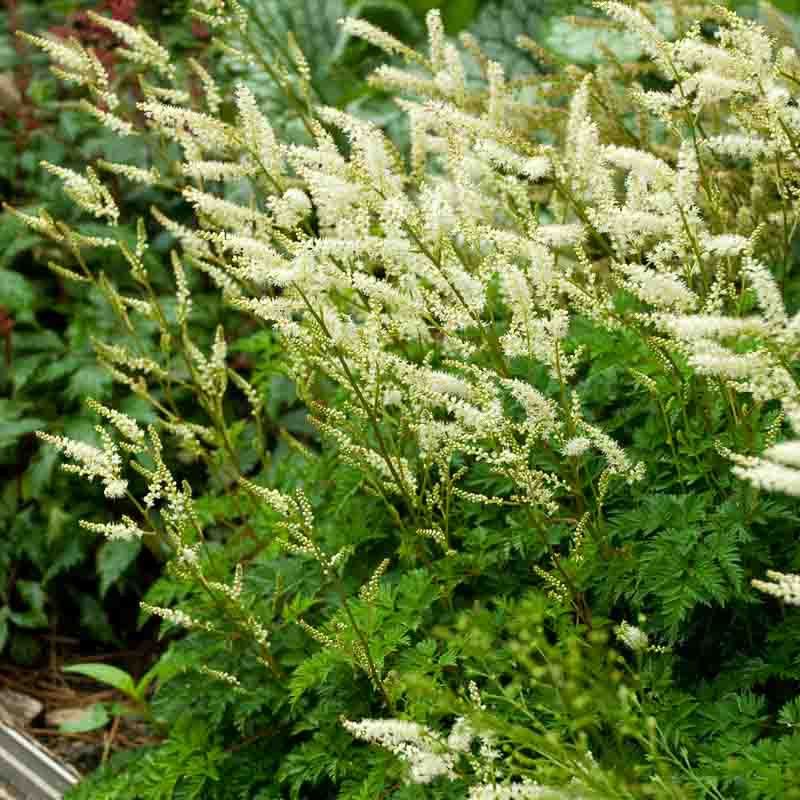Aruncus aethusifolius (Dwarf Goat's Beard)