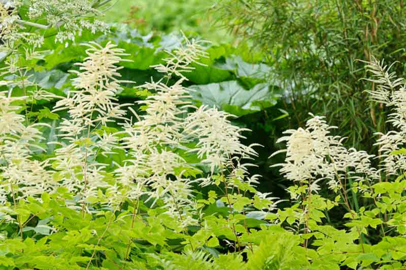 Goats Beard Aruncus Dioicus In 2020 Shade Perennials Plants