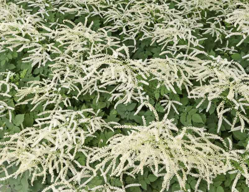 Aruncus 'Misty Lace' (Goat's Beard)