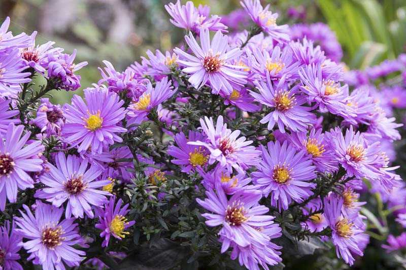 Aster Novae Angliae Symphyotrichum Novae Angliae 'Brunswick'|New