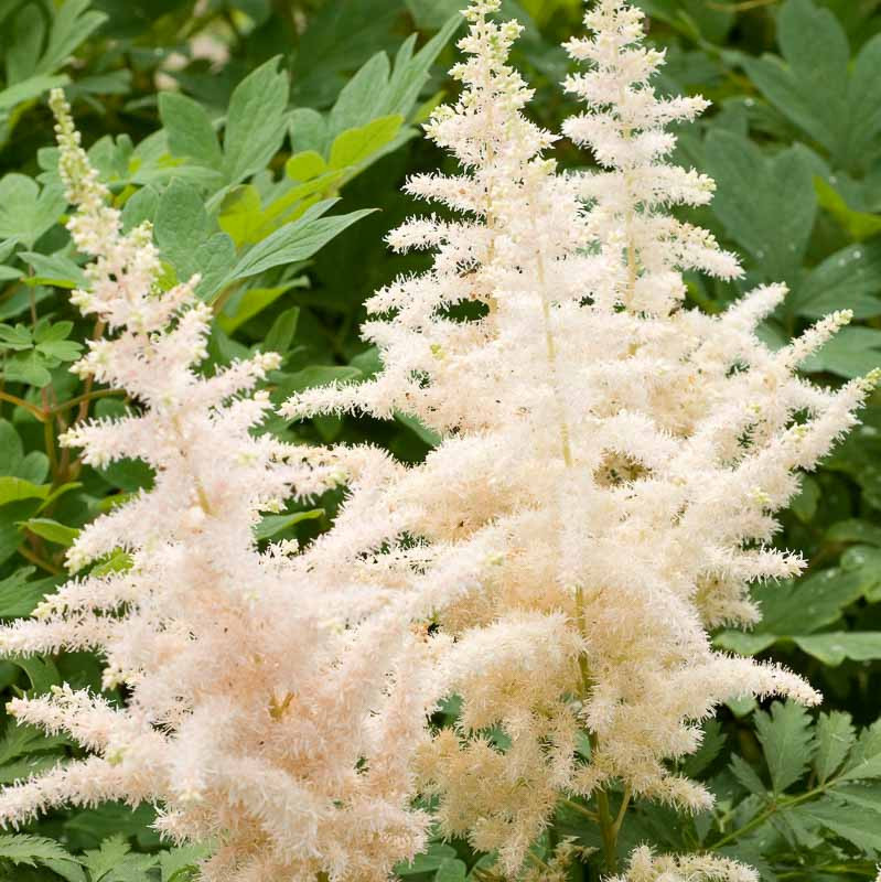 Astilbe chinensis 'Milk and Honey' (Chinese Astilbe)
