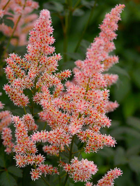 Astilbe 'Hip Hop'