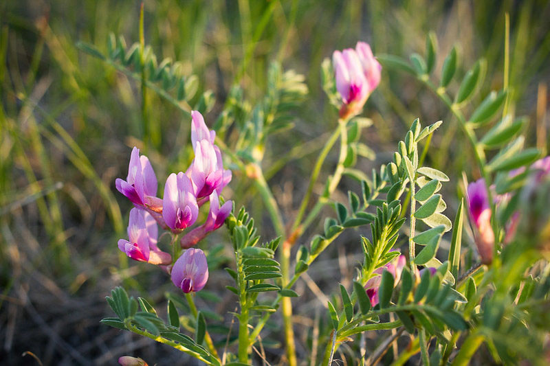 Astragalus crassicarpus (Groundplum Milkvetch)