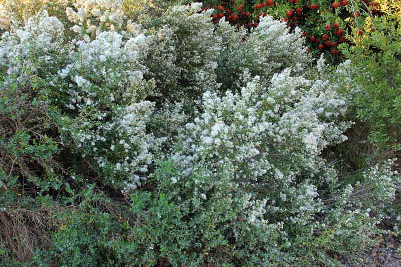 Baccharis pilularis (Coyote Bush)