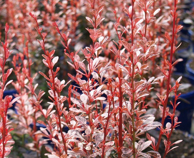 Berberis thunbergii f. atropurpurea 'Rosy Rocket' (Japanese Barberry)