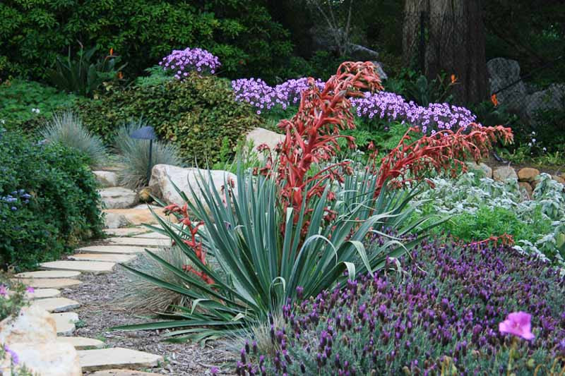 Beschorneria yuccoides (Mexican Lily)