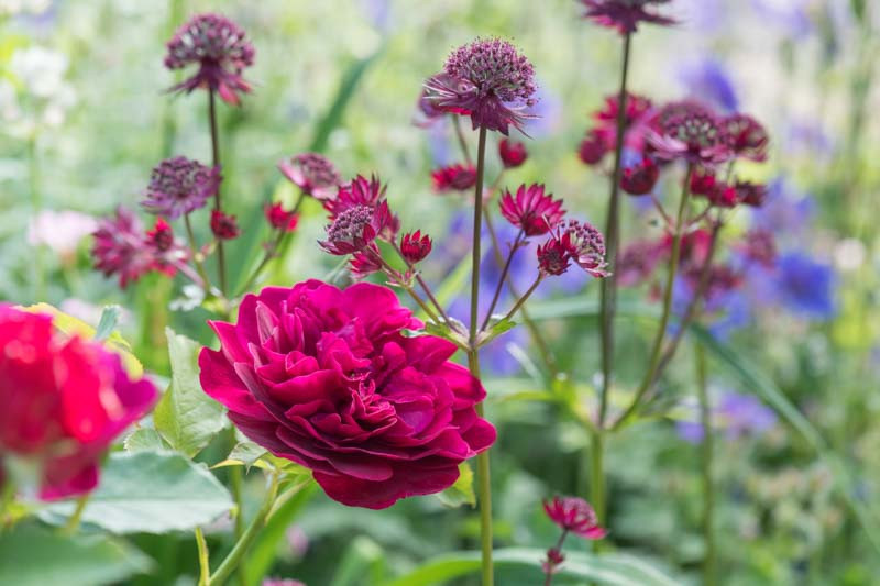 Blue Fire And Ice Roses