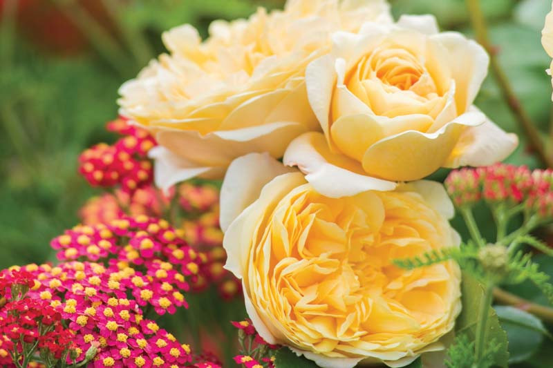 Best David Austin Roses for the Southeast