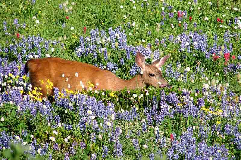 36 Best Deer-Resistant Perennial Plants