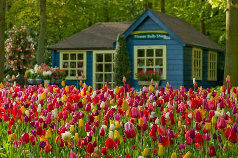 House With Spring Bulbs