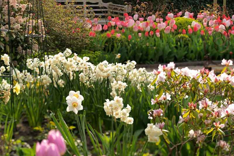 Best Spring Bulbs for the Central & Great Plains Region