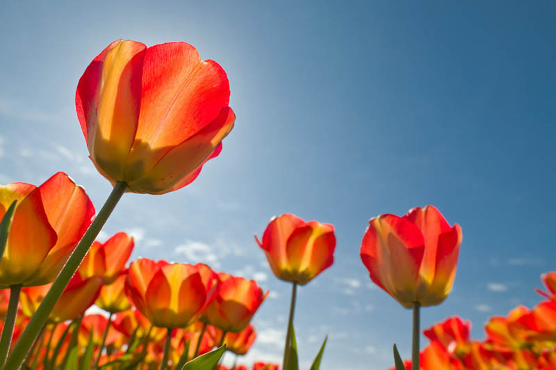 Best Spring Bulbs for the East Central Region