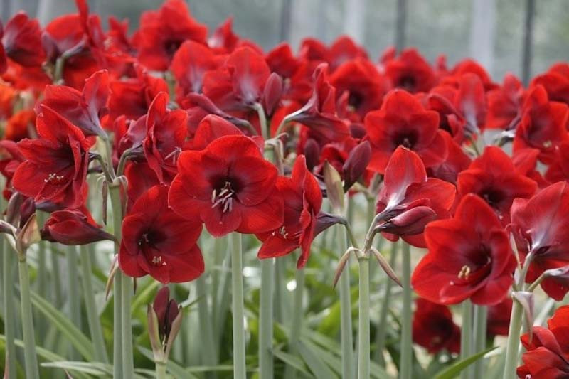 Best Spring Bulbs for the Tropical Regions