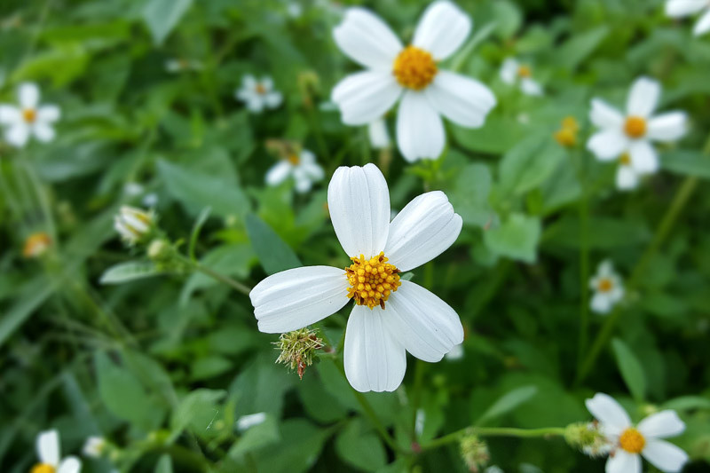Bidens alba (Beggarticks)