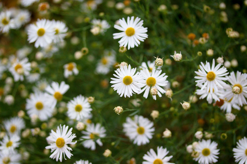 Boltonia Asteroides