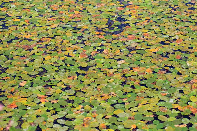 Brasenia schreberi (Watershield)