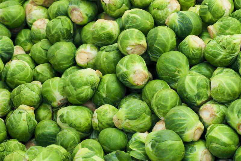 Brussels Sprouts (Brassica oleracea Gemmifera Group)
