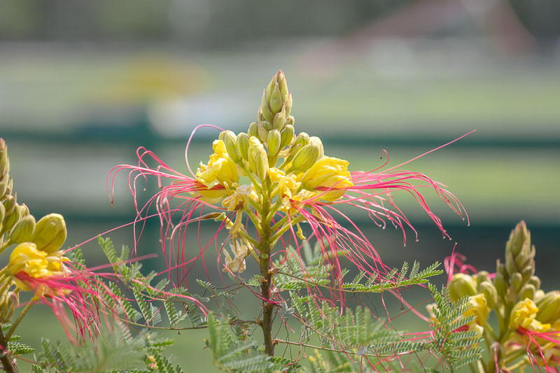 Caesalpinia gilliesii (Bird of Paradise Shrub)