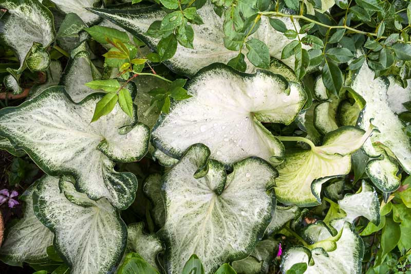 Caladium 'Aaron' (Angel Wings)